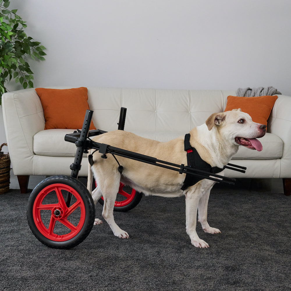 How Dog Wheelchairs Enhance Active Lives | Best Friend Mobility