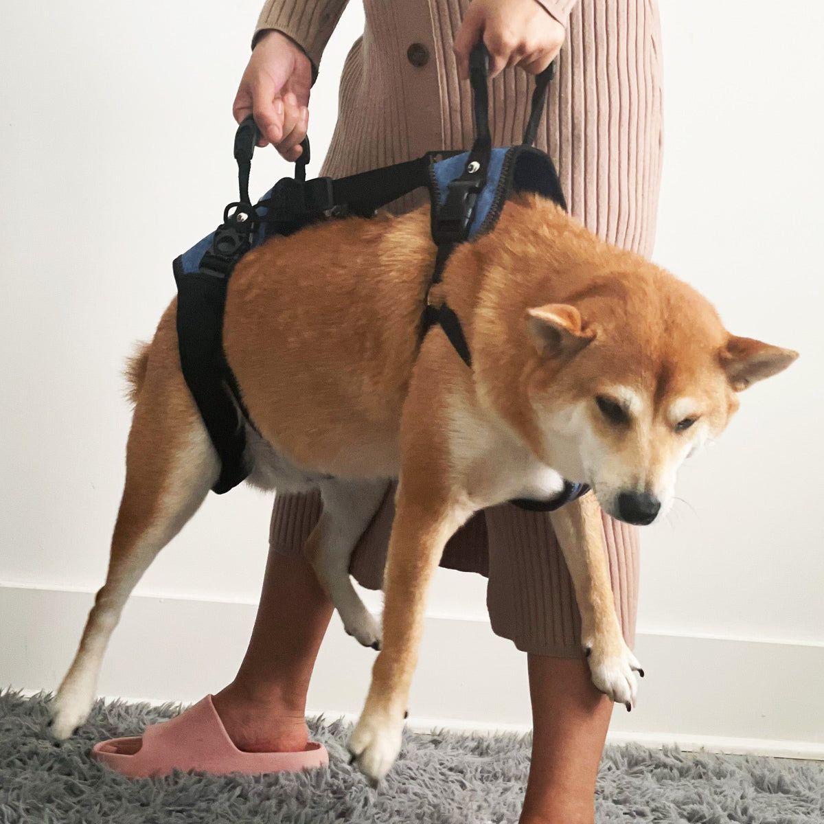 Choosing Between a Full-Body Lifting Harness and a Wheelchair for Mobi ...