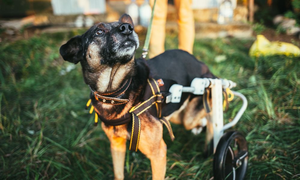 How To Help Your Special Needs Dog Stay Active | Best Friend Mobility