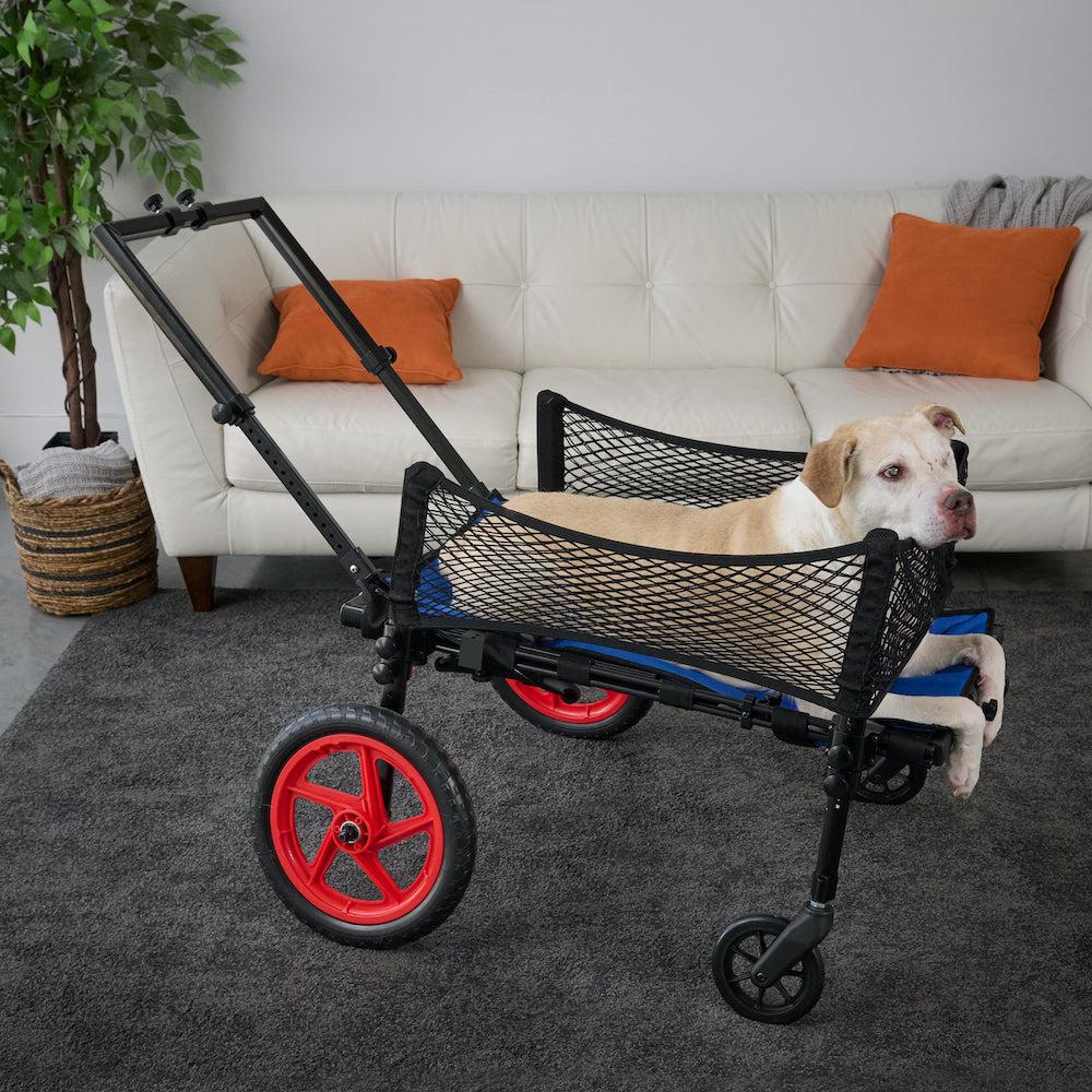 Is a Dog Stroller Right for Your Furry Friend? | Best Friend Mobility