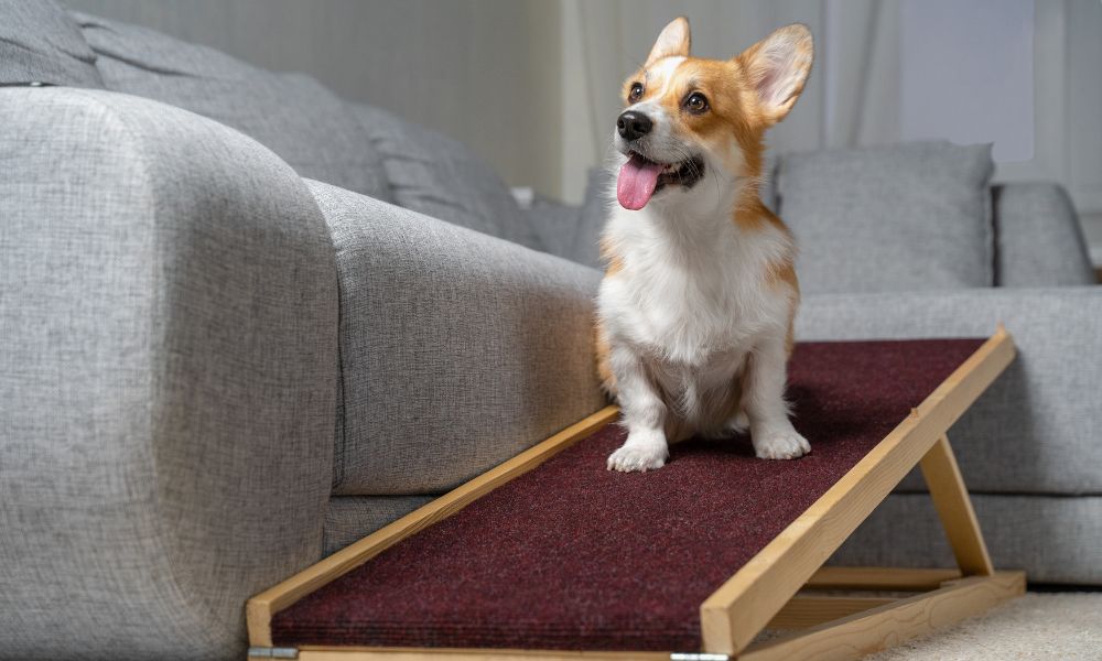 DIY Pet Ramps: Aiding Your Furry Friend To Climb With Ease | Best ...
