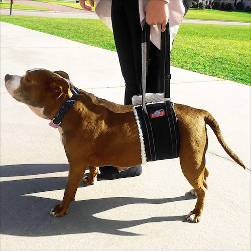 Must-Have Accessories for Dogs with Disabilities | Best Friend Mobility