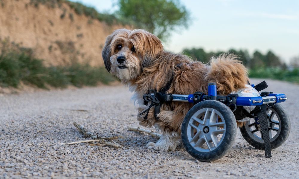 3 Ways To Provide Your Aging Pet the Support They Need | Best Friend ...