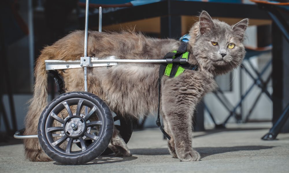 Recognizing Signs of Mobility Issues in Cats | Best Friend Mobility