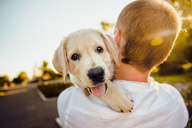 Unconditional Love: The Bond Between Dogs and Humans | Best Friend Mobility
