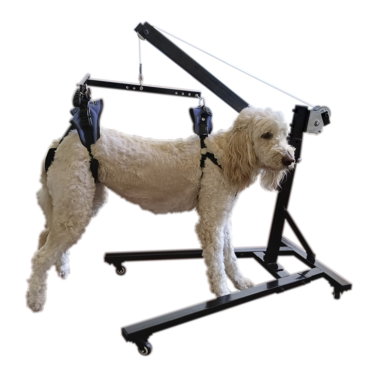 Ultimate Dog Lift Bathing Hoist | Best Friend Mobility