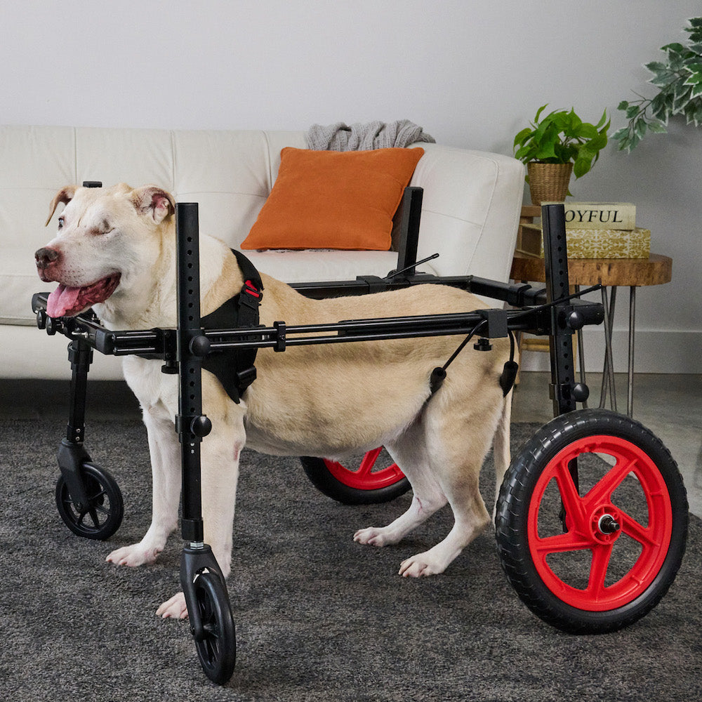 Pro Series Quad Conversion Kit | Best Friend Mobility