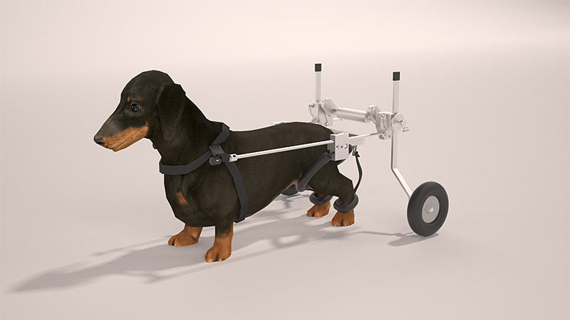 SitGo Rear Support Dog Wheelchair | Best Friend Mobility